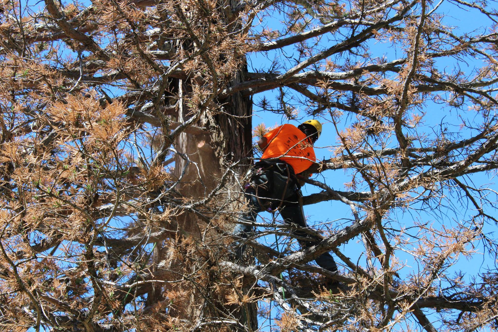 Removing Large Sequoia Tree